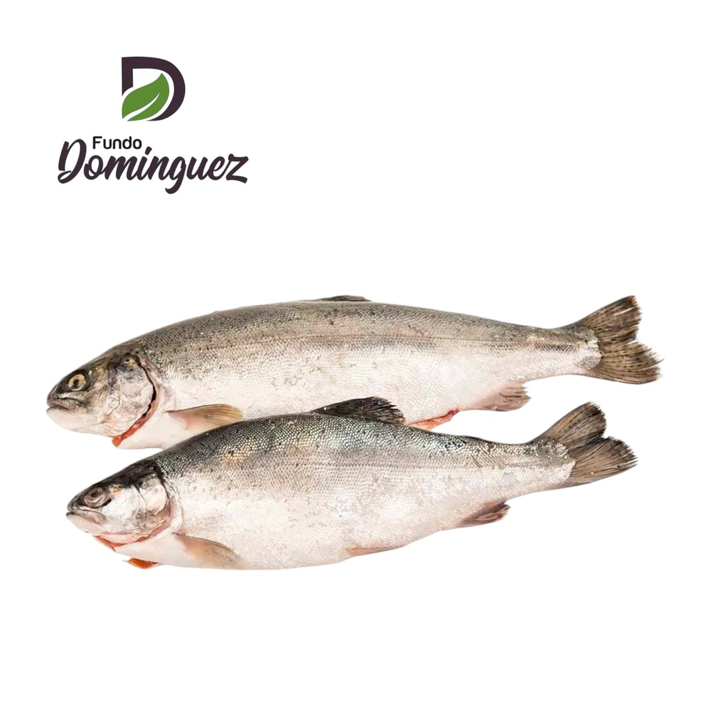 TRUCHA ENTERA EVISCERADO x KG / T01 | FUNDO DOMINGUEZ